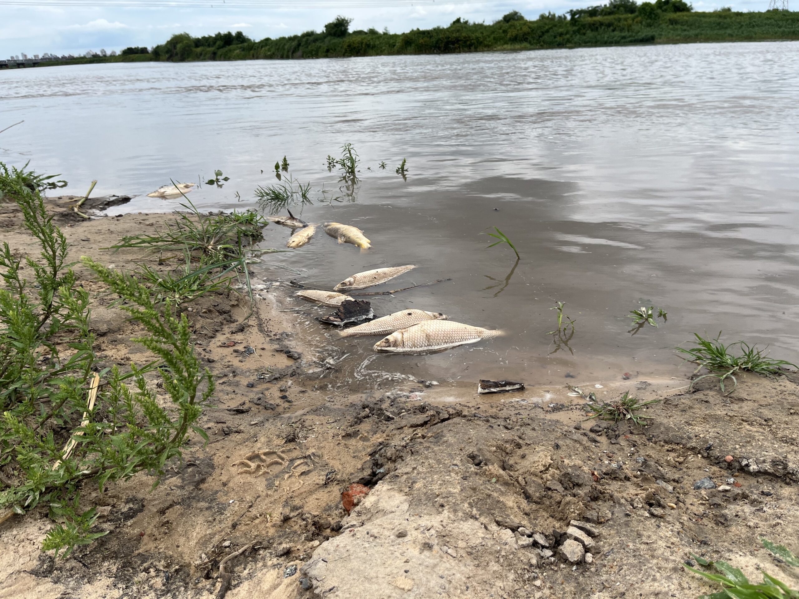 Peces muertos o “boqueando” en Santo Tomé, ¿A qué se debe este fenómeno ...
